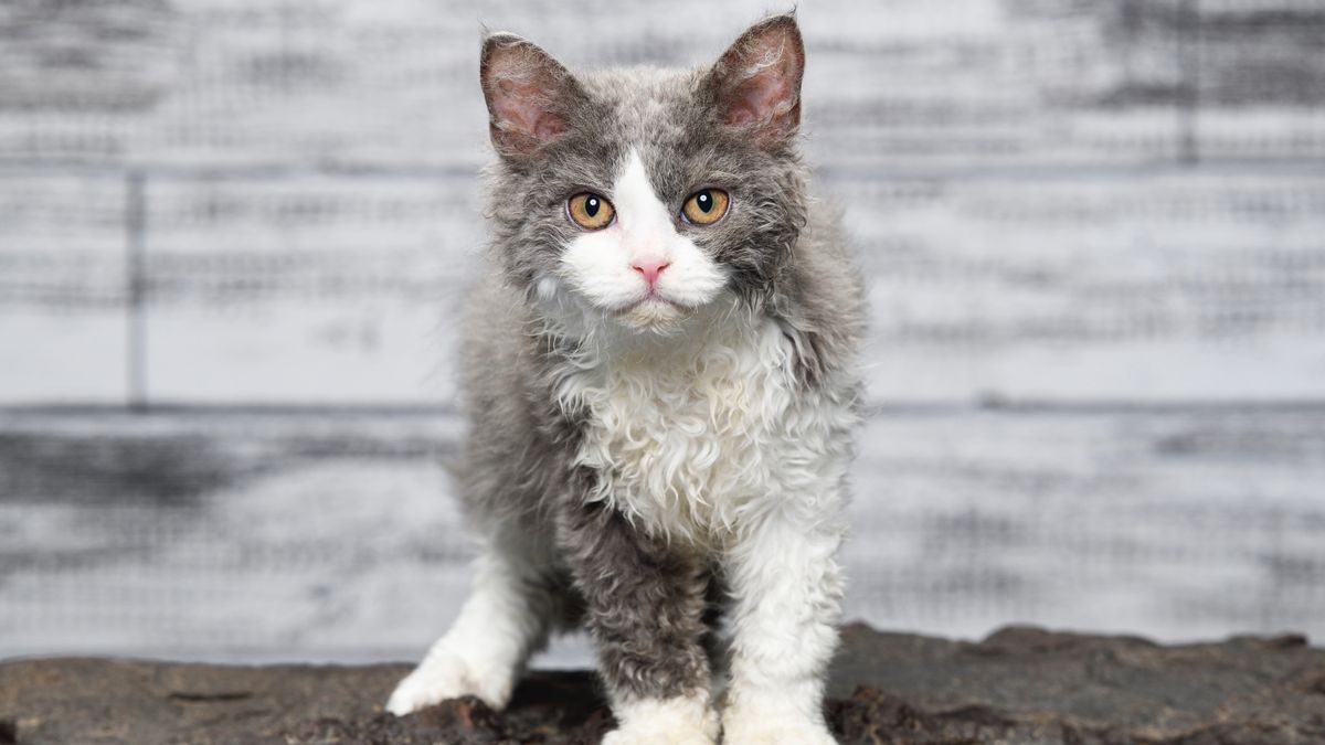 32 cat breeds that like water | PetsRadar