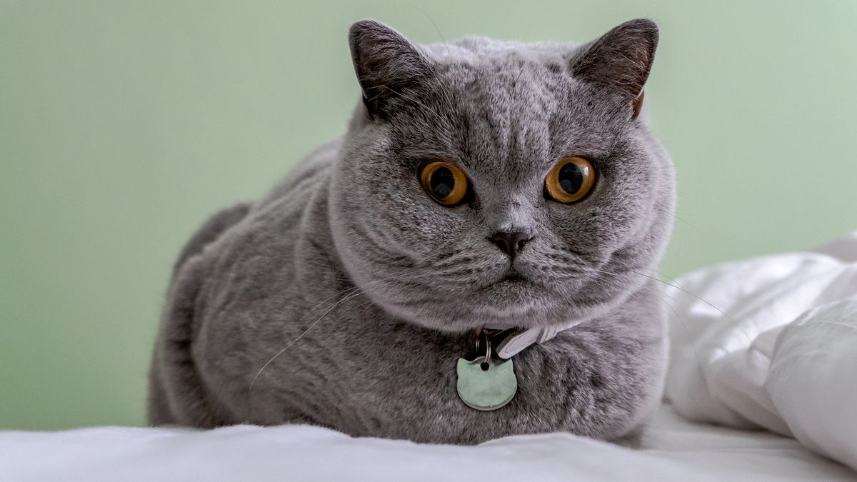 32 best things about owning a cat | PetsRadar