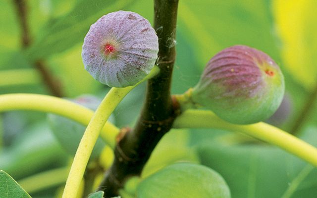 How to grow figs | Country Life