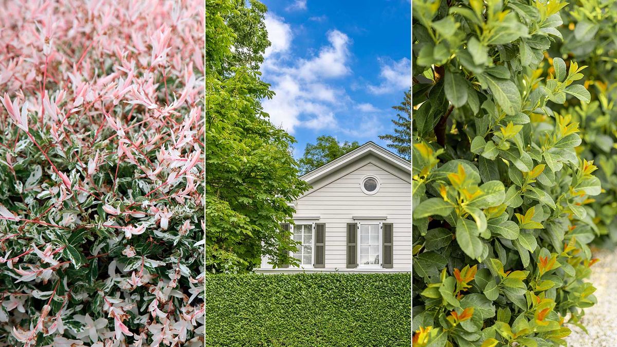 Best front yard hedges for privacy – 10 leafy choices | Homes and Gardens