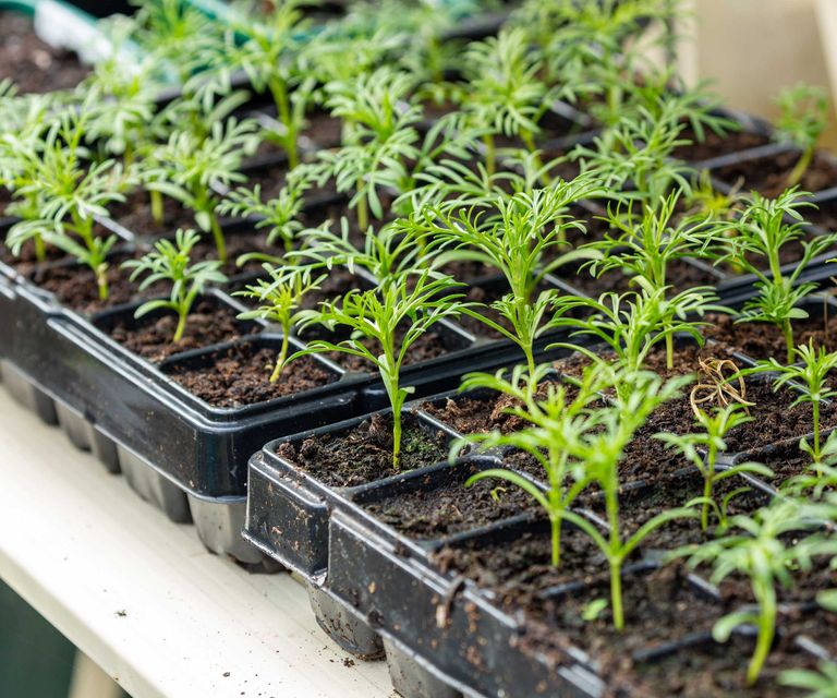 When to plant cosmos seeds: experts share their timing tips | Homes and ...