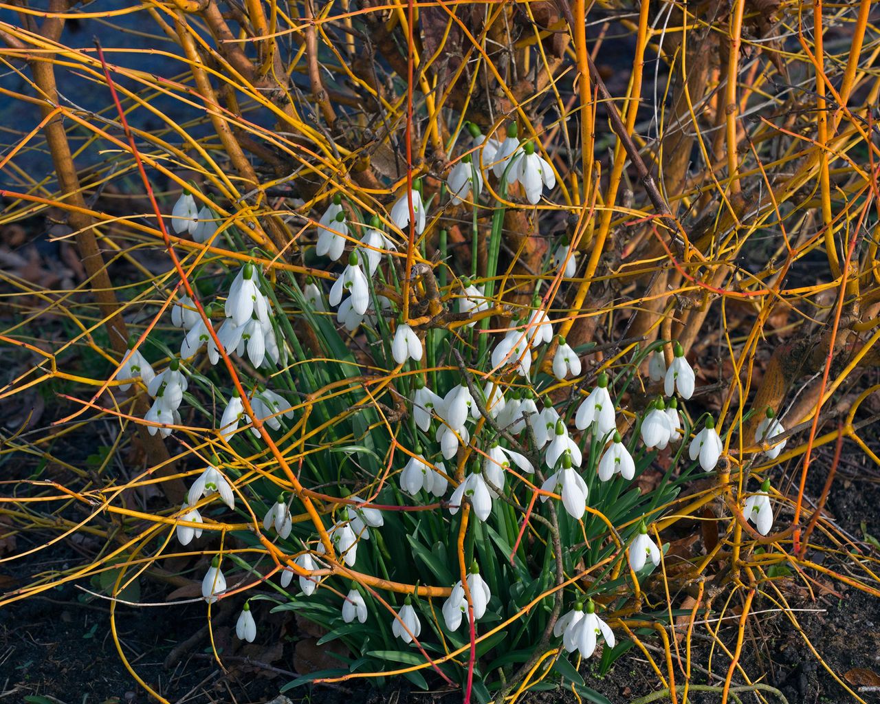 Snowdrops growing guide and essential care advice | Gardeningetc