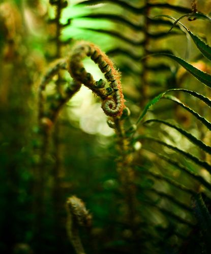 How to grow and care for sword ferns | Homes and Gardens