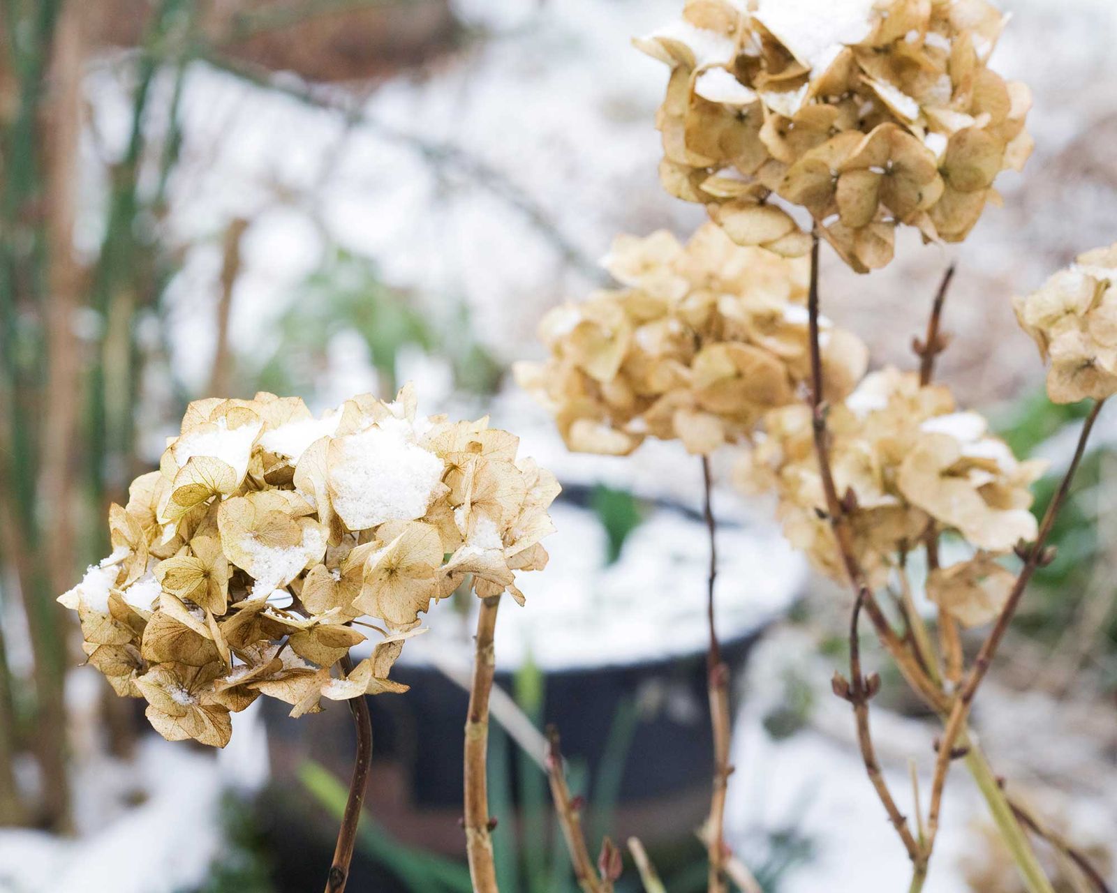Winterizing hydrangeas: keep them protected with this advice | Gardeningetc