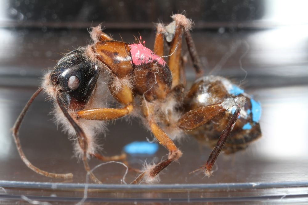 Zombie Fungus Enslaves Only Its Favorite Ant Brains | Live Science