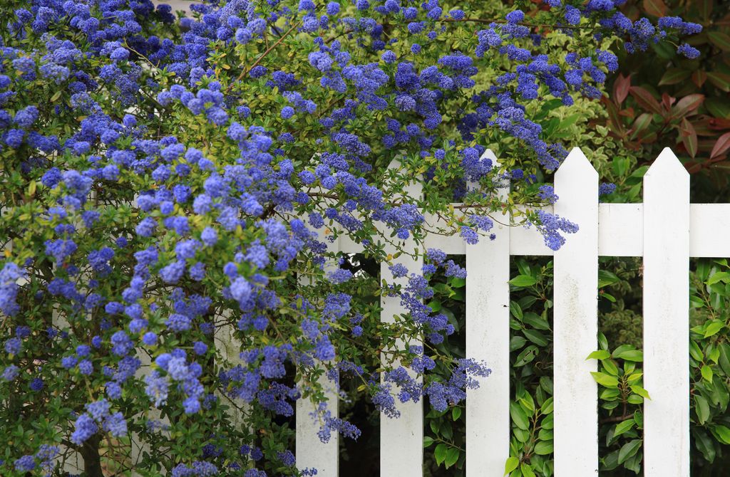 Prettiest evergreen plants: 10 beauties for year-round interest | Homes ...