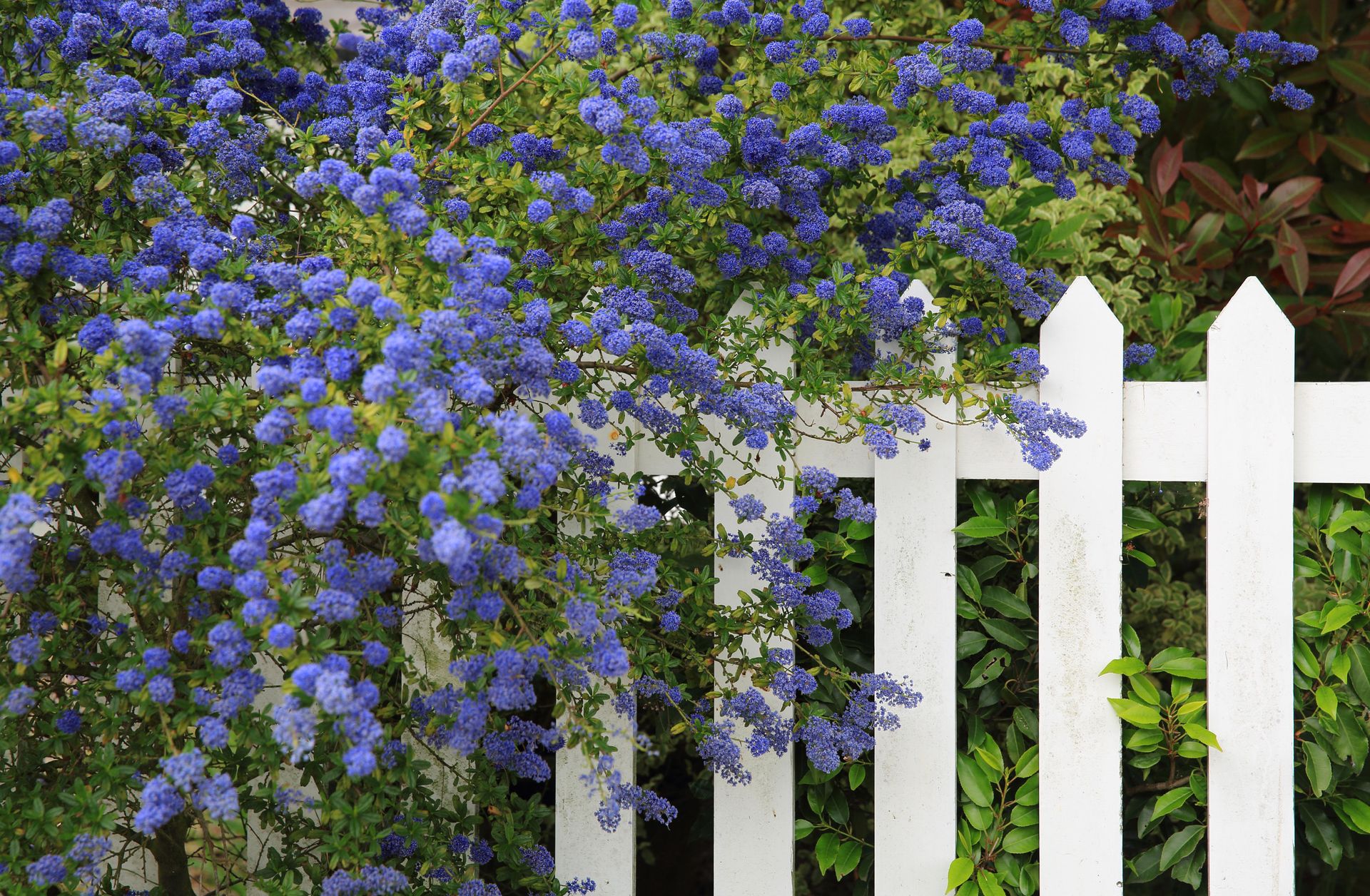 Prettiest evergreen plants: 10 beauties for year-round interest | Homes ...
