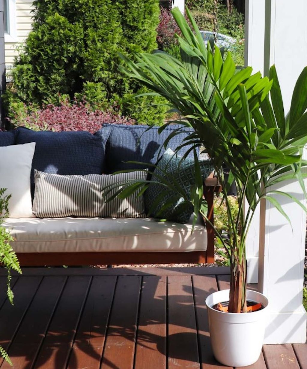 How to grow and care for a Christmas palm tree: expert tips | Homes and ...