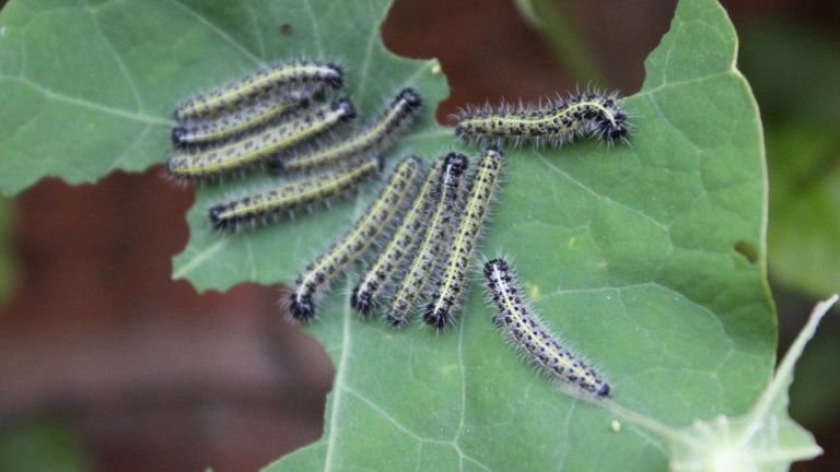 How To Get Rid Of Caterpillars – Keep Caterpillars Out Of The Garden ...
