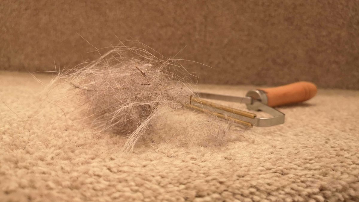 How to remove pet hair from carpet: 5 easy hacks | PetsRadar