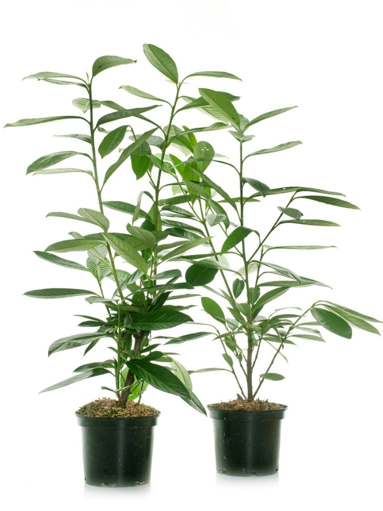 English Laurel Landscape Use – Growing A Dwarf English Laurel Plant ...