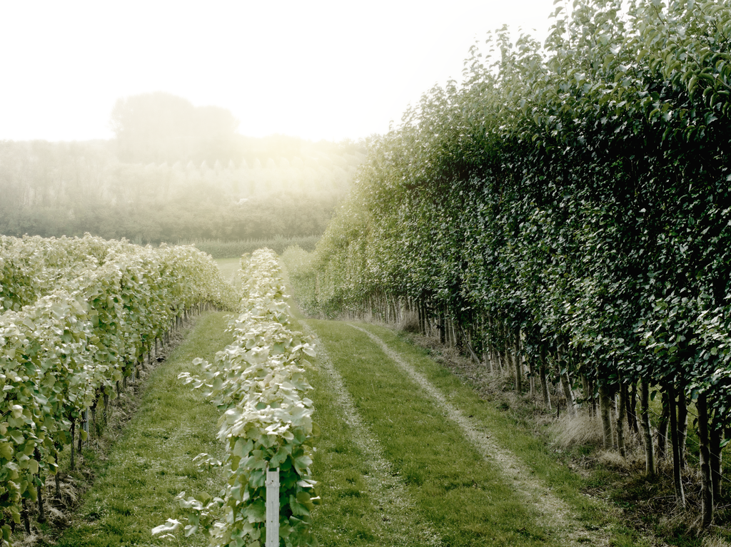 Domaine Evremond is the UK’s first subterranean winery | Wallpaper*