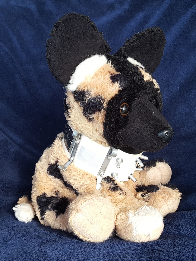 Painted Wolves: The Colorful Carnivores of the African Wild | Live Science