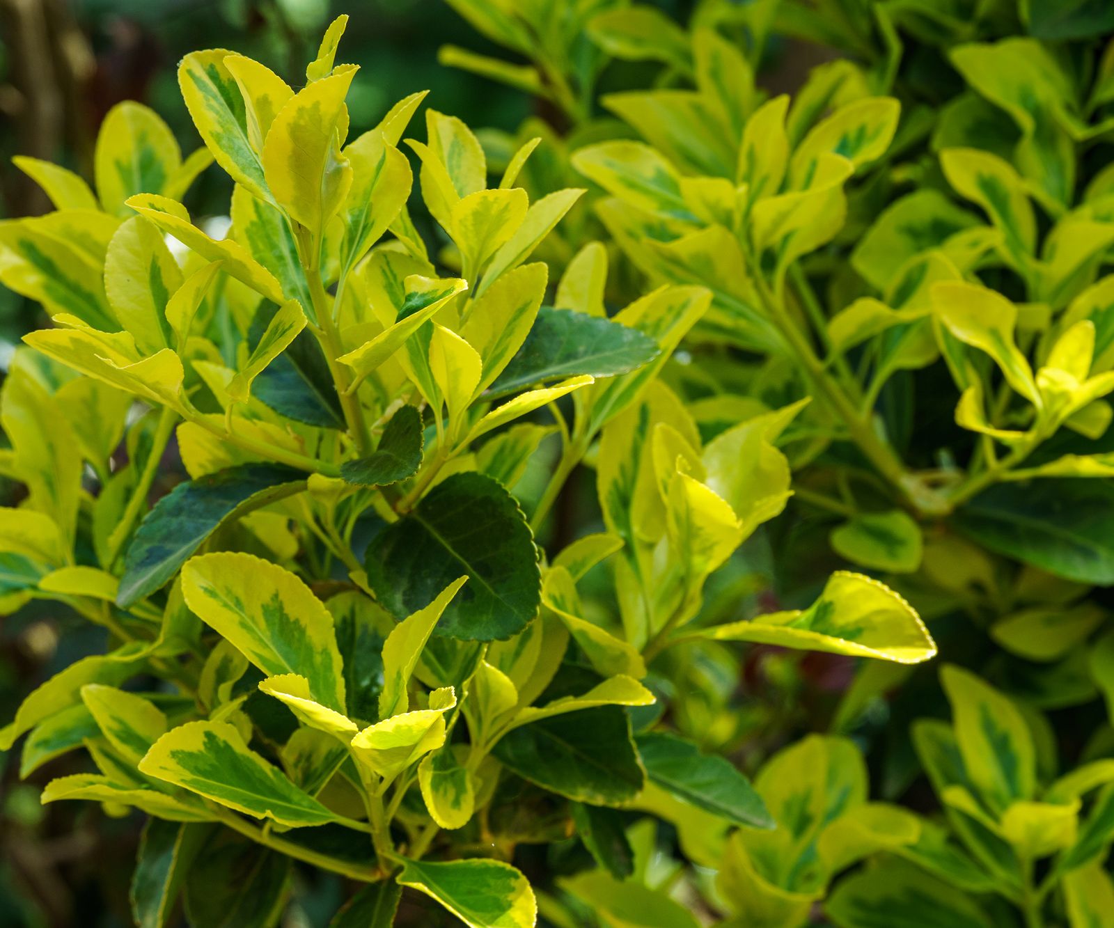 9 of the best low-maintenance hedge plants | Homes and Gardens