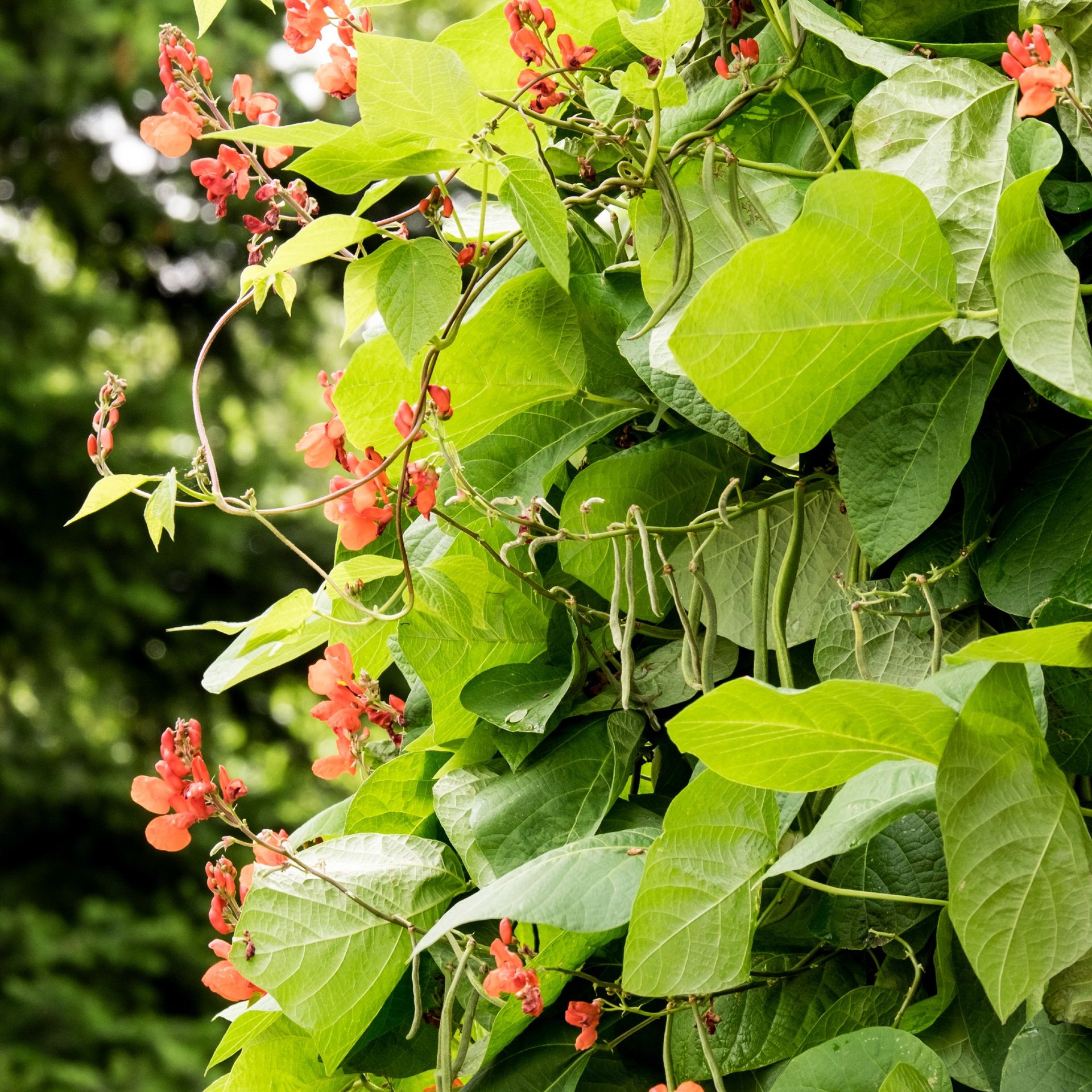 When to plant runner beans outside – timing is key | Ideal Home