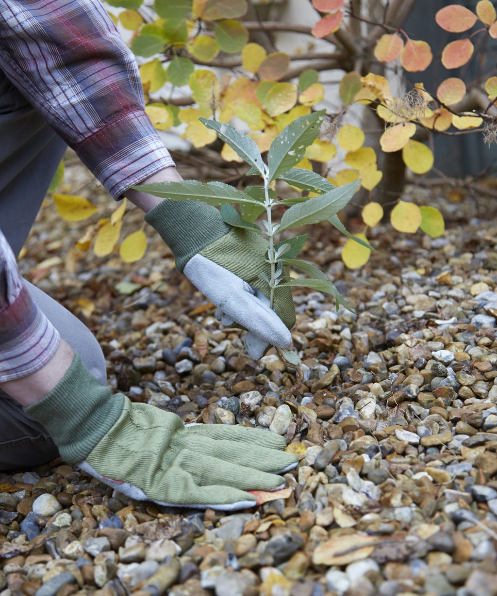 When is the best time to spray weed killer? | Homes and Gardens