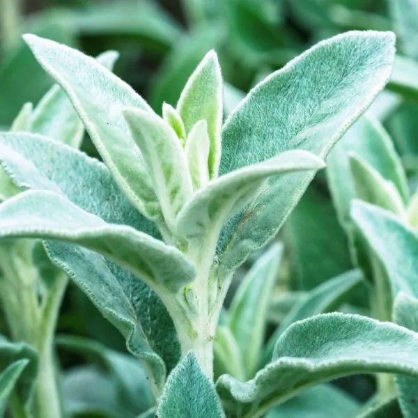 Best 6 plants with silver foliage: drought-tolerant planting | Homes ...