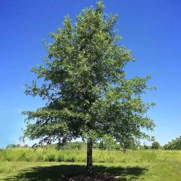 The best fast-growing trees for privacy, shade and a more mature ...