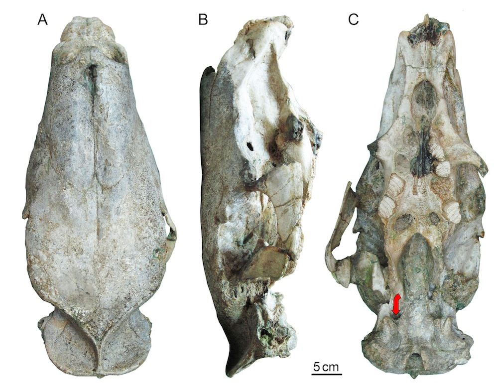 Extinct Mega-Rodent Had Teeth Like Elephant Tusks | Live Science