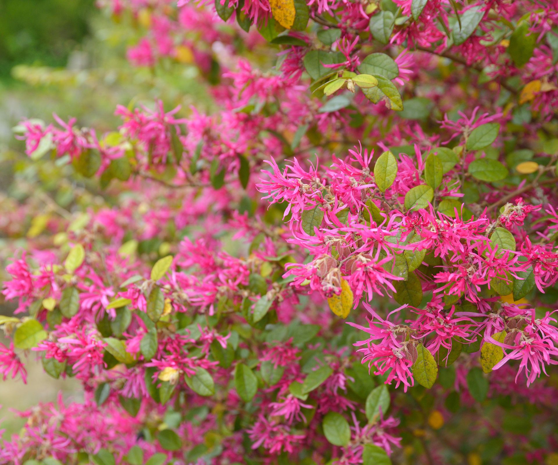 Loropetalum care and growing guide | Homes and Gardens