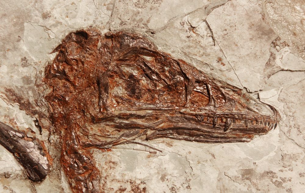 Tiny Dino: Reconstructing Microraptor's Black Feathers | Live Science