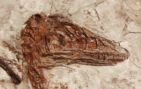 Tiny Dino: Reconstructing Microraptor's Black Feathers | Live Science