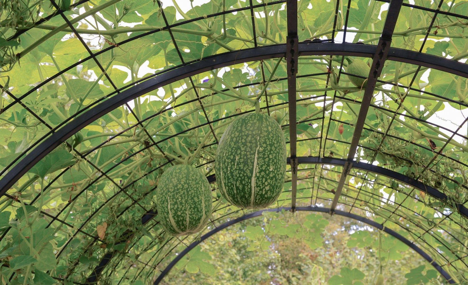 What Is A Squash Arch: How To Build A Squash Arch In The Garden ...