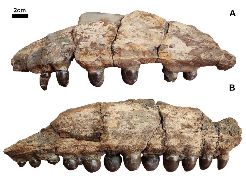 80 million-year-old sea monster jaws filled with giant globular teeth ...