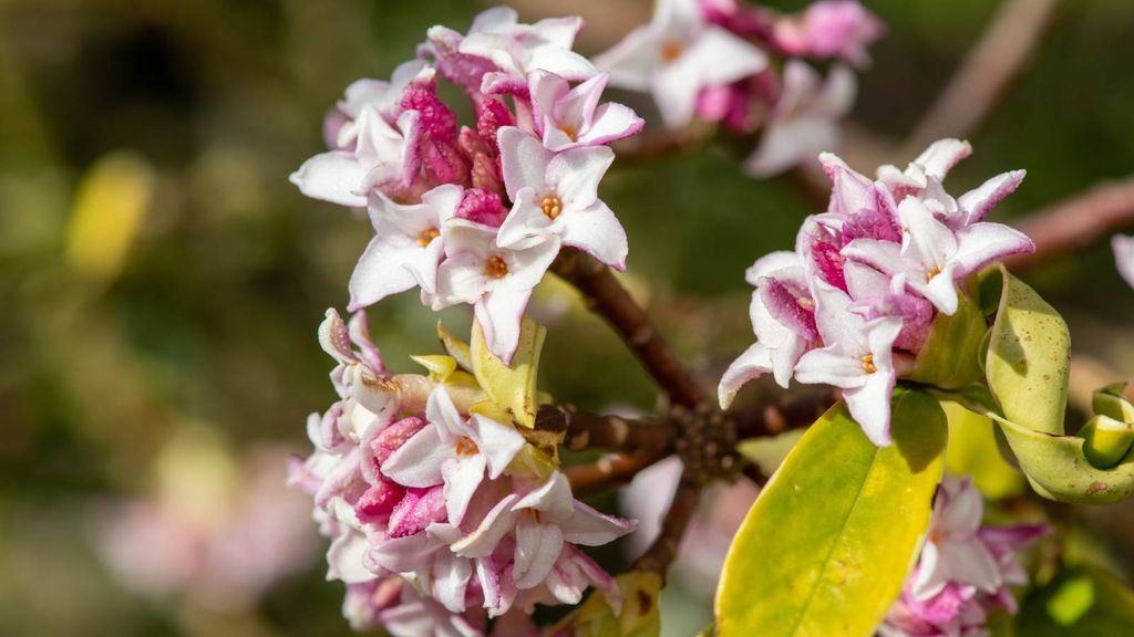 Fragrant Evergreens: 5 Shrubs That Bloom in Winter | Gardening Know How