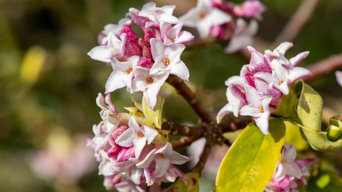Fragrant Evergreens: 5 Shrubs That Bloom in Winter | Gardening Know How