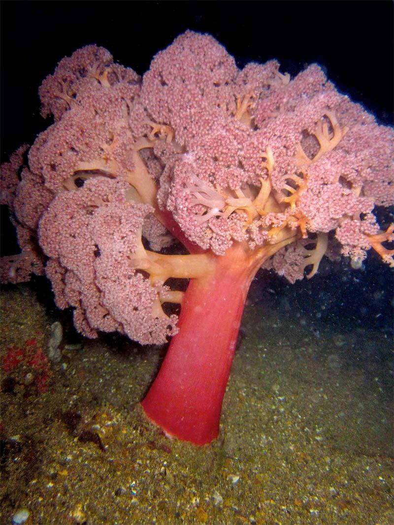 Image Gallery: Colorful Creatures of the Philippines | Live Science