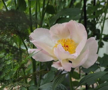 How to grow peonies in pots – tips for container displays | Homes and ...