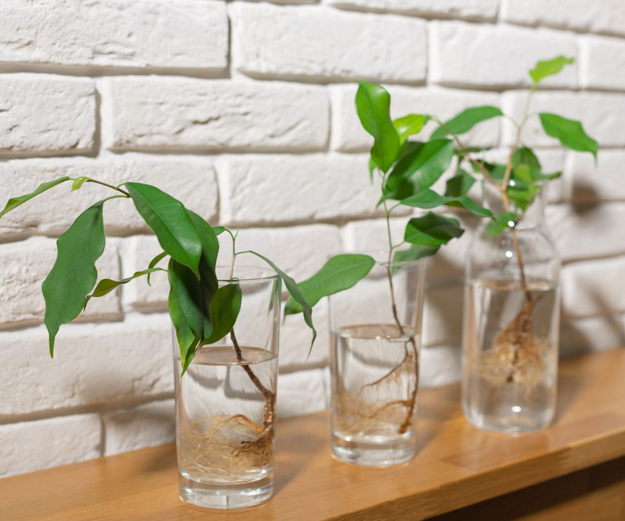 Can I grow a tree from a branch? Expert advice on raising a tree from a ...