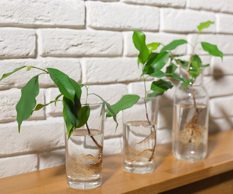 Can I grow a tree from a branch? Expert advice on raising a tree from a ...