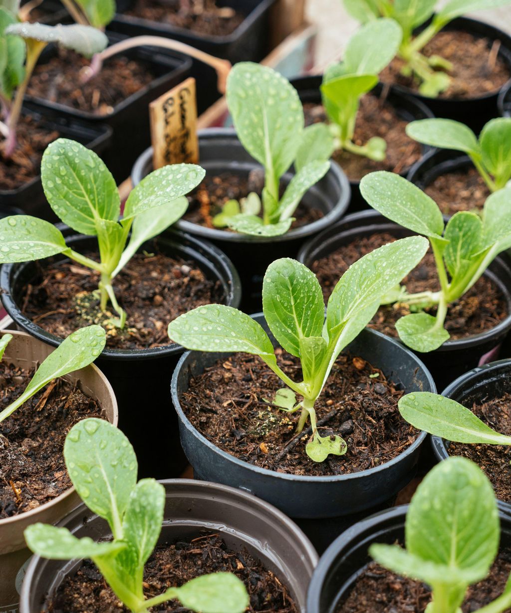 How to grow pak choi: expert planting, growing and care tips | Gardeningetc