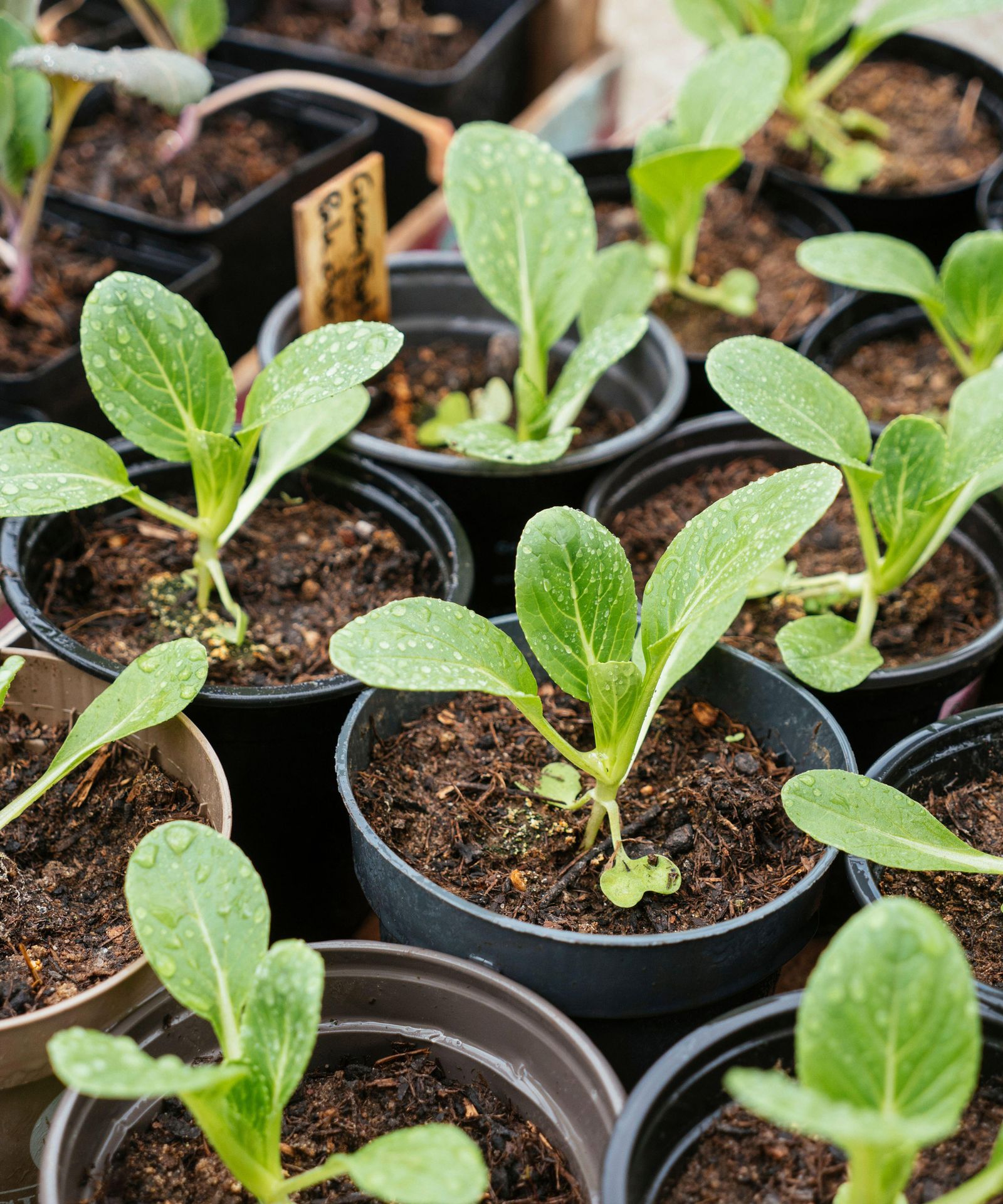 How to grow pak choi: expert planting, growing and care tips | Gardeningetc
