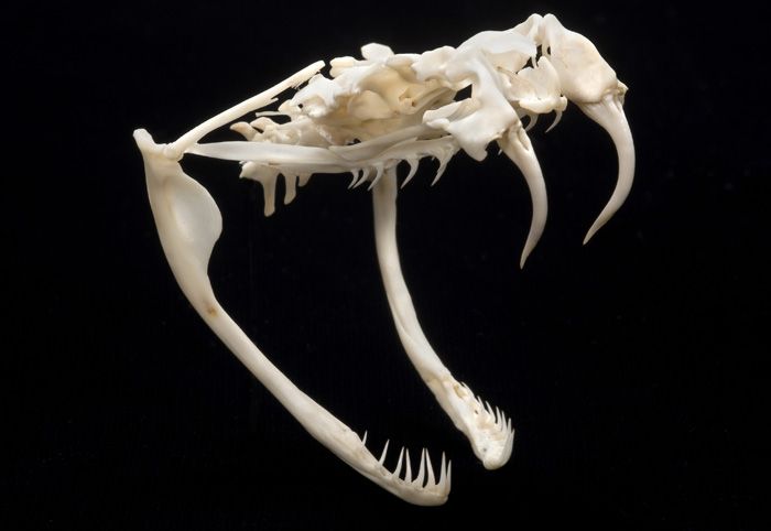 In Photos: The Power of Poison Through Time | Live Science