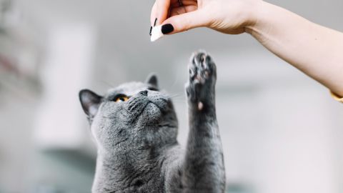 5 reasons why your cat wants to play all the time (and how to keep them ...