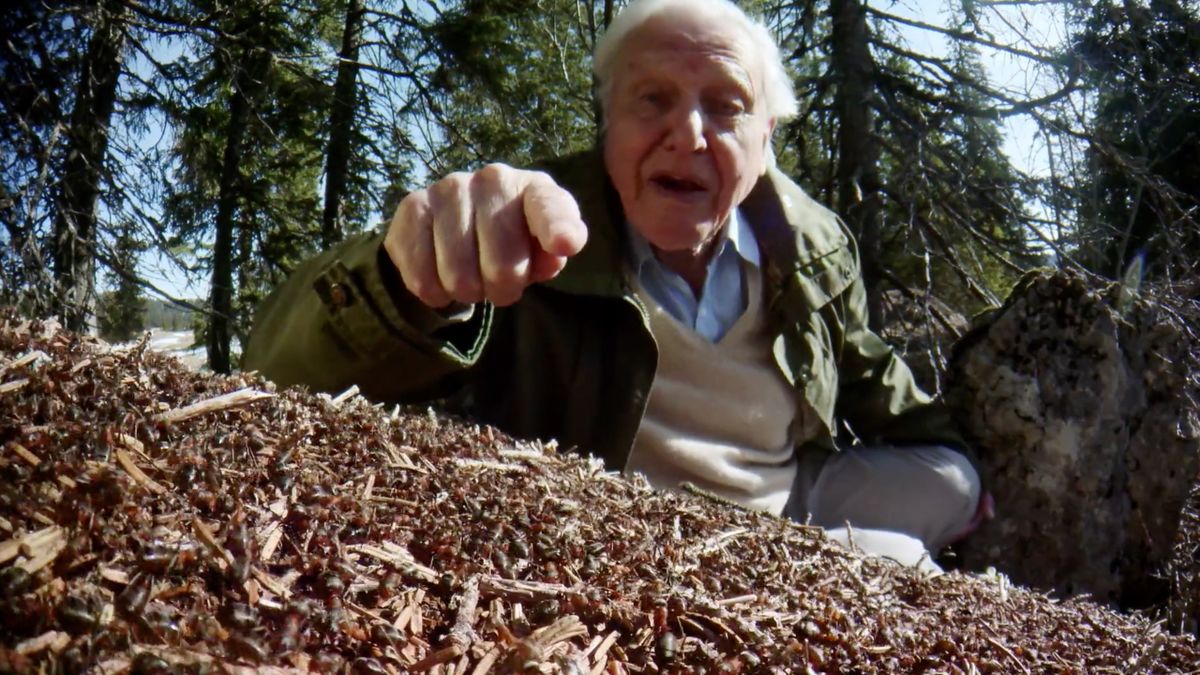 David Attenborough: What To Watch If You Like The Legendary Nature ...