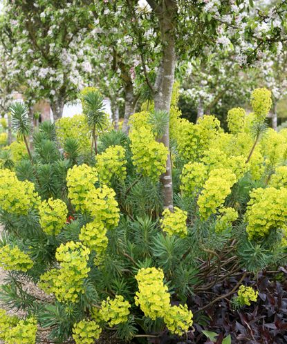 Best snail repellent plants: 5 natural deterrents | Homes and Gardens