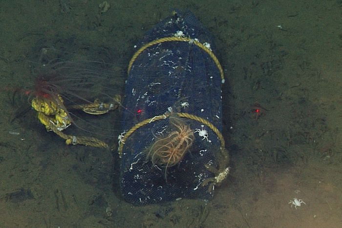 Fallen Wood Oasis of Deep-Sea Diversity | Live Science