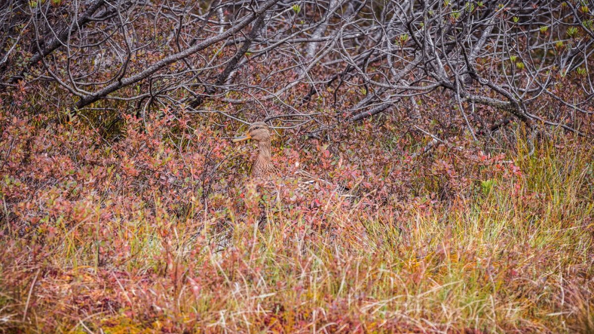 Camouflaged animals are hiding in every one of these photos — can you ...
