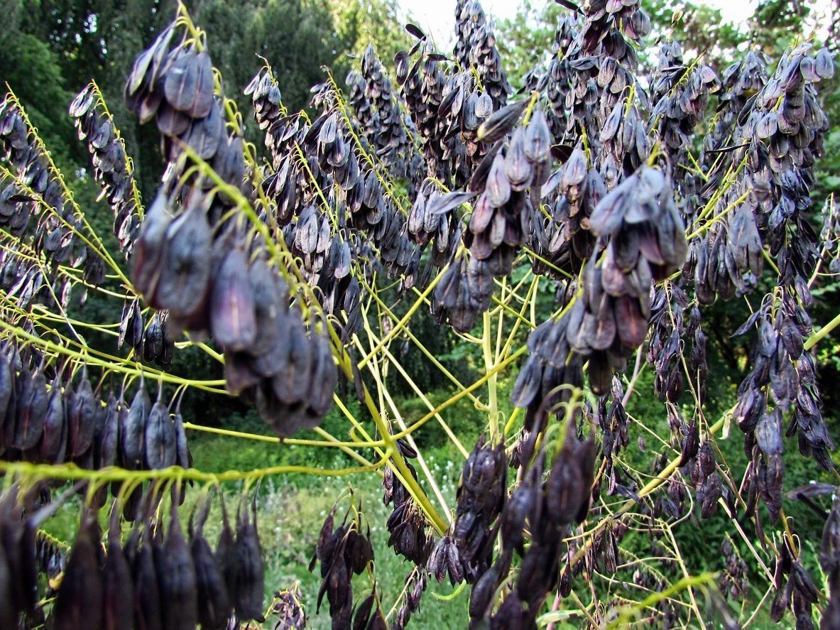 Woad Plant Reproduction - Learn How To Propagate Woad Plants ...