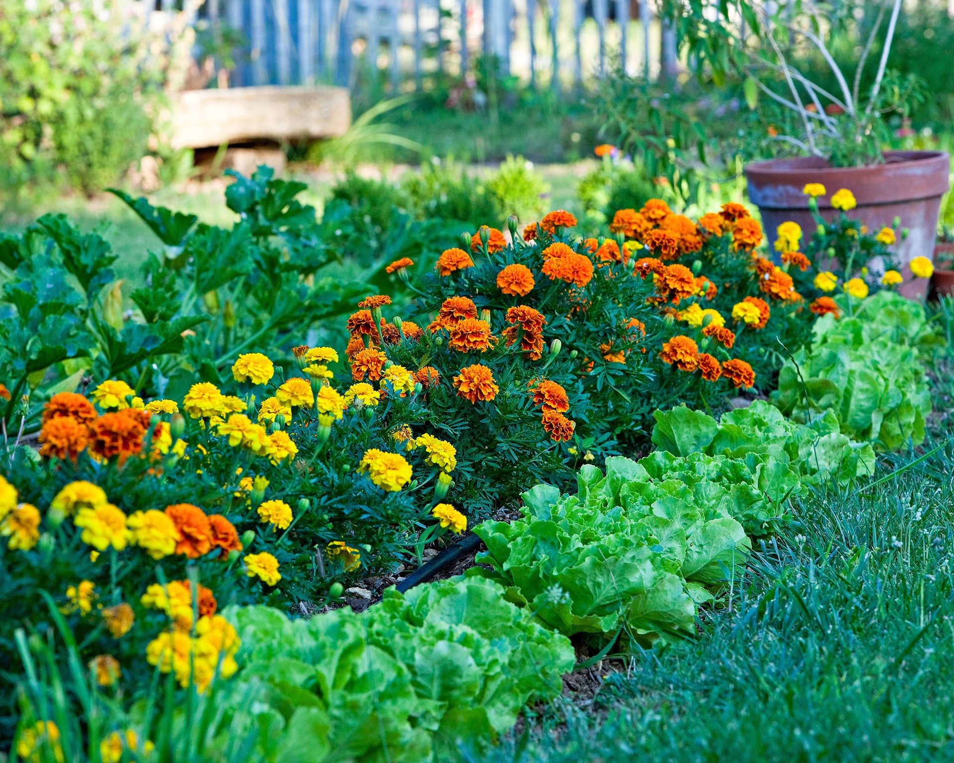 10 Hot Weather Vegetables For Sweltering Summer Gardens | Gardening ...