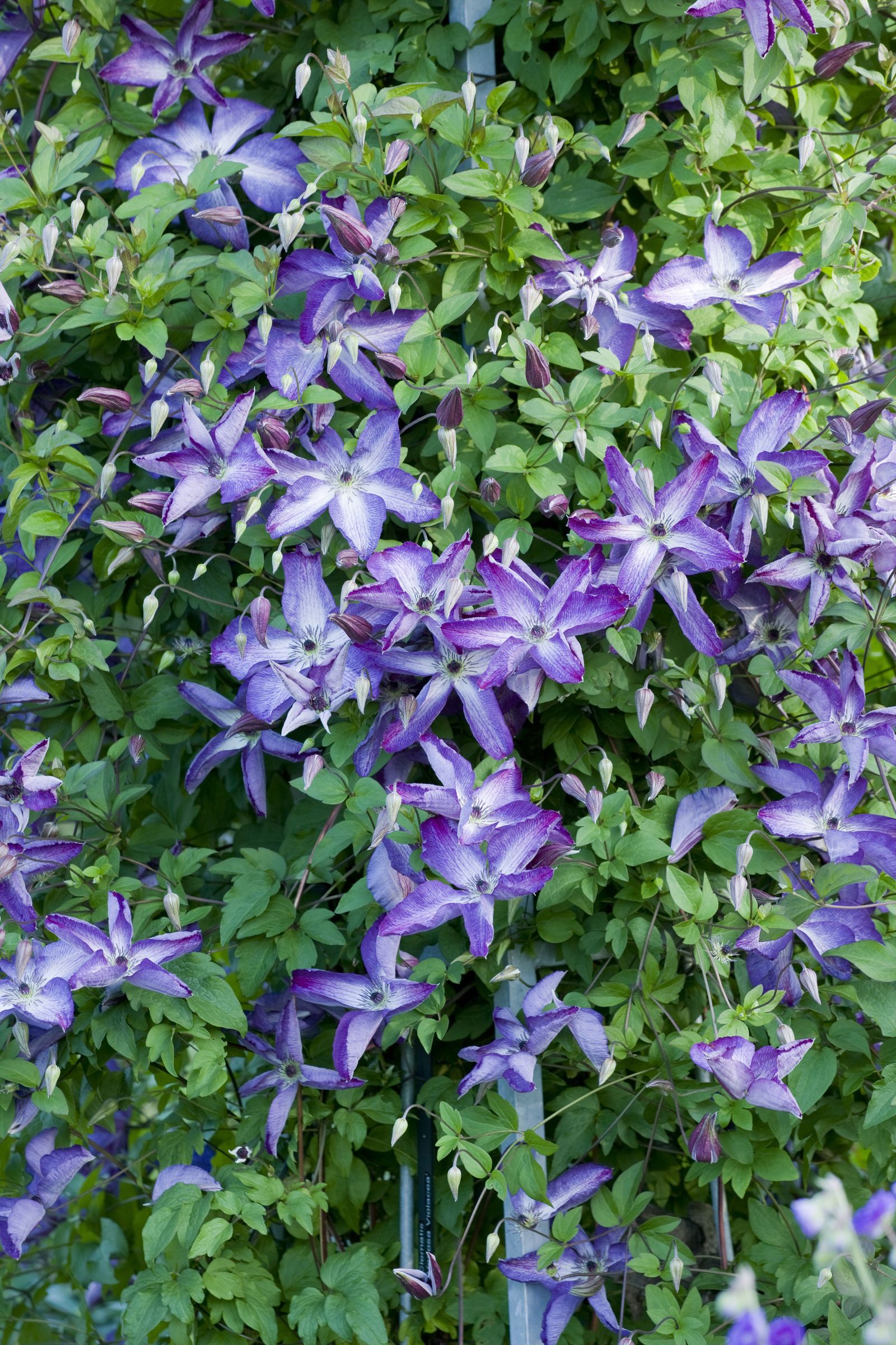 Best climbing plants: take your garden to the next level with these top ...