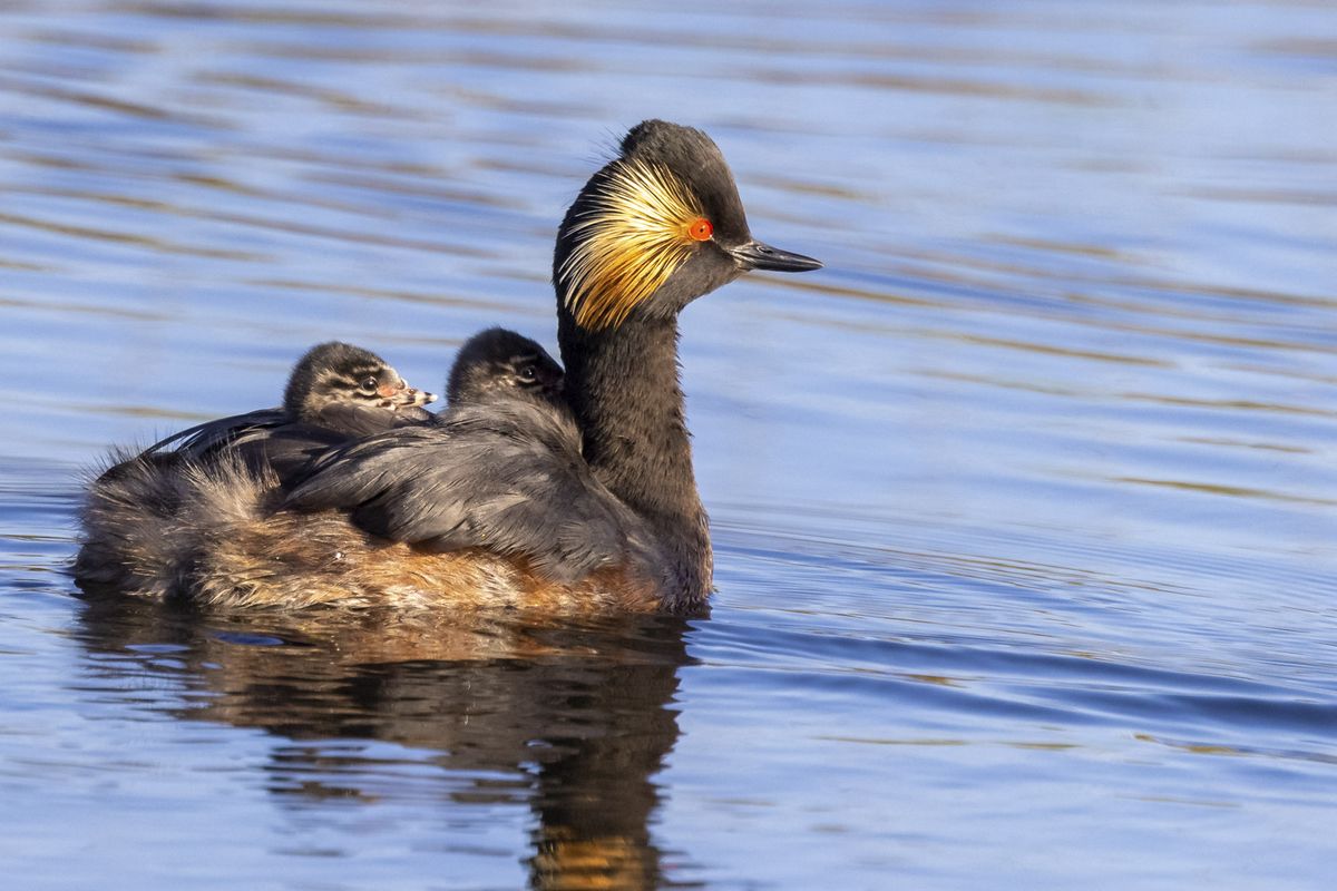 10 pro tips for amazing wildlife and macro shots | Digital Camera World