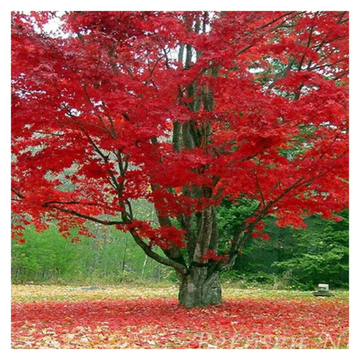 5 Types of Popular Maple Trees to Plant in Your Yard | Livingetc