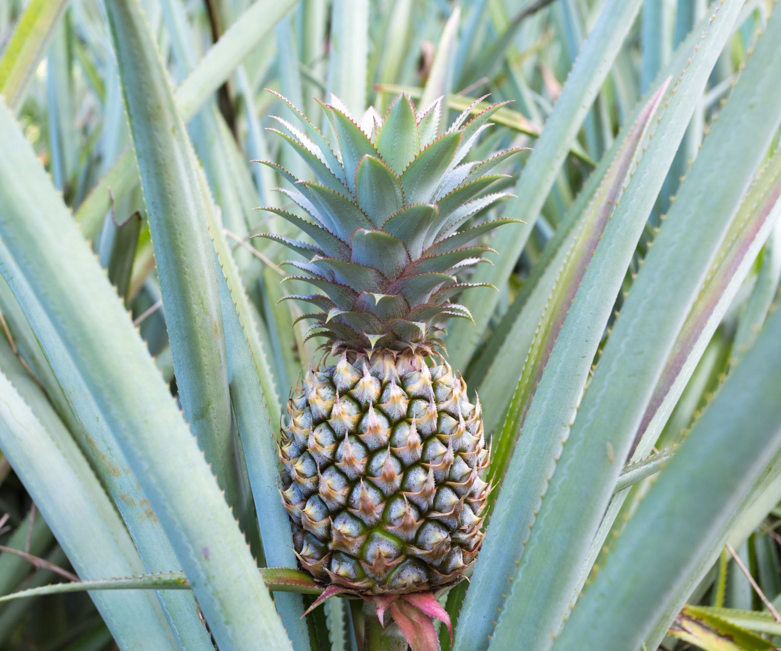 How to pick a pineapple: expert tips to harvest ripe fruit | Homes and ...