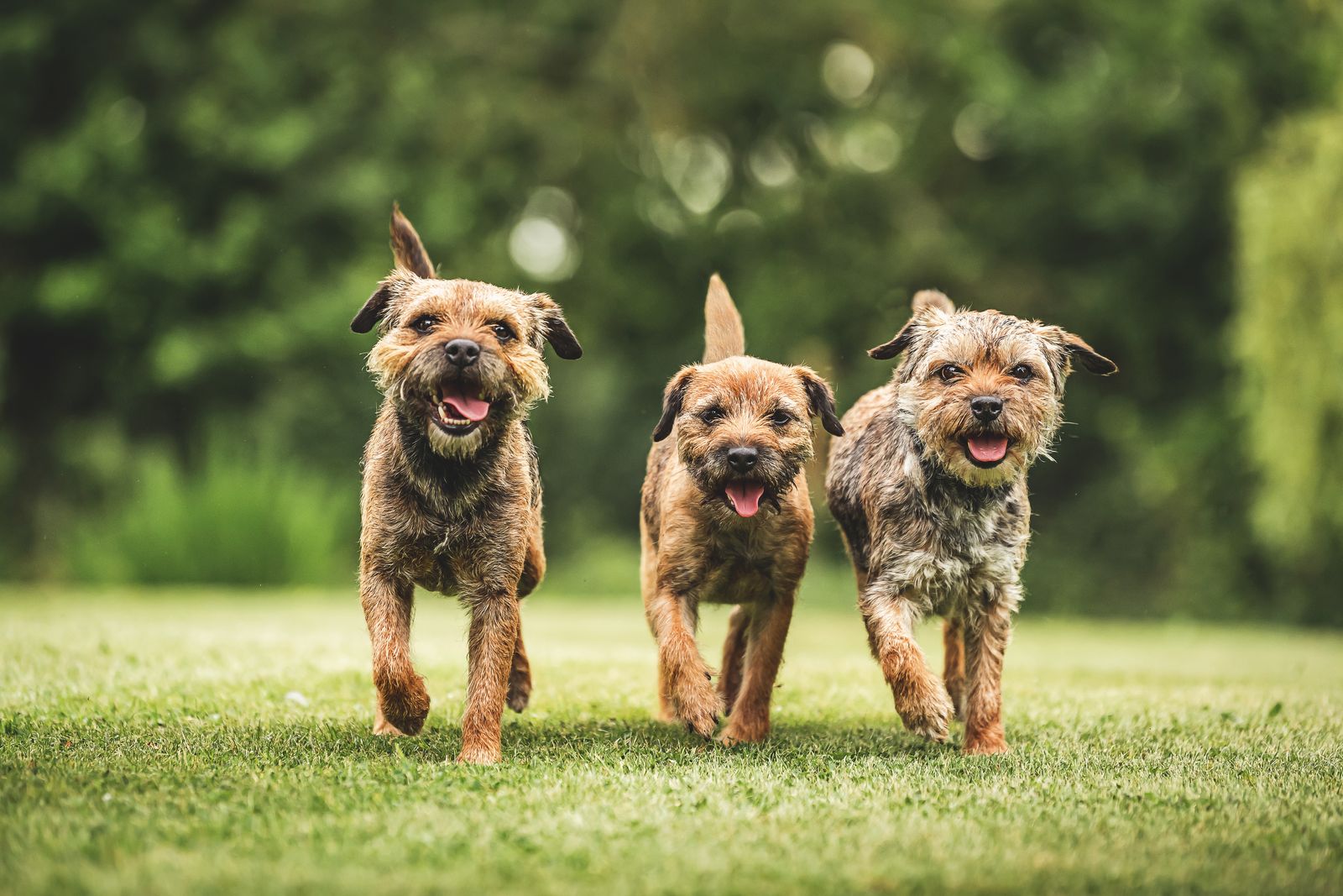 Border terriers: The low maintenance dogs beloved by Sir Andy Murray ...