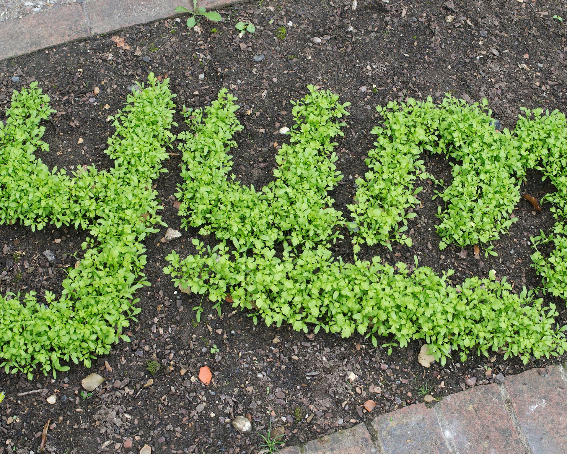 How to grow cress: expert tips for sowing and growing | Gardeningetc